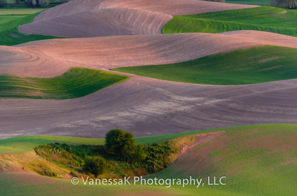 VanessaK: Palouse Patterns
