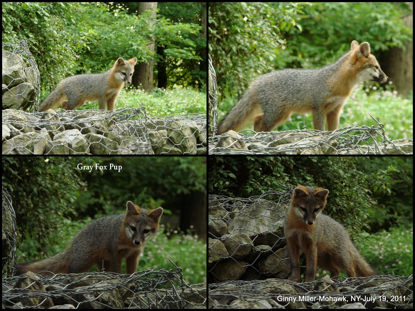 Photography By Ginny: More Foxes And Skunks-July 19, 2011