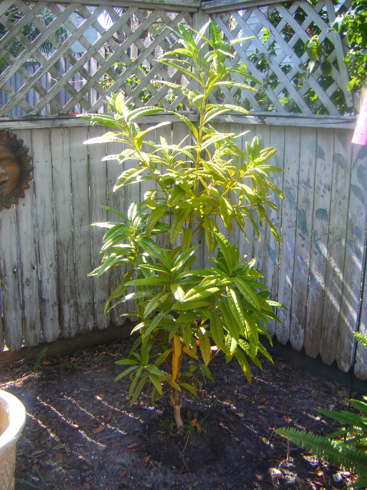 Reforestation and the Medicinal Uses of Trees -Liliana Usvat Research ...