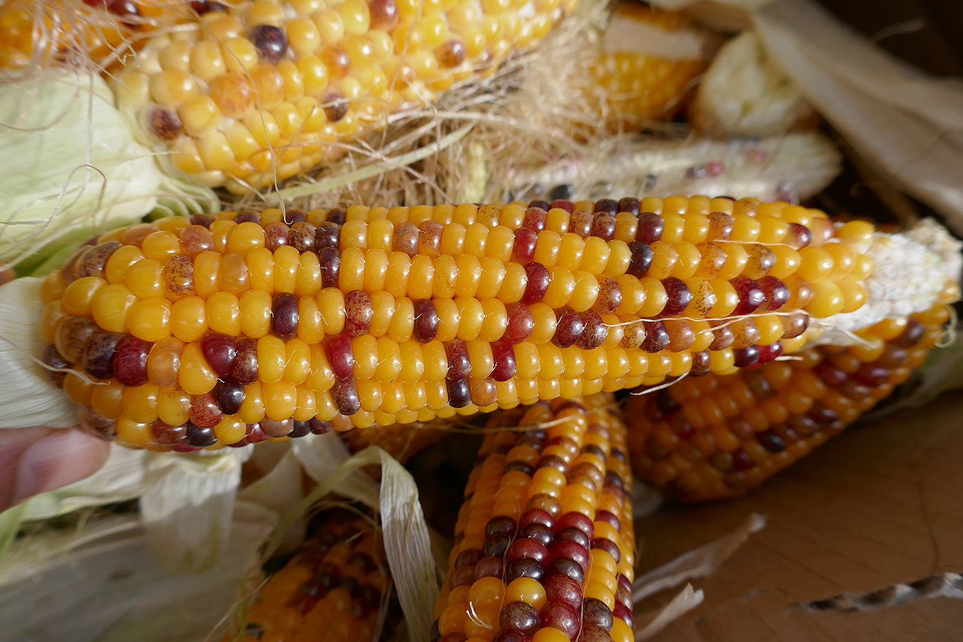 Gartenzone: Im Farbenrausch des Popcornmais