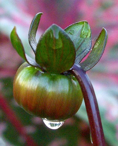 BEAUTIFUL FLOWERS: Dahlia Flowers - Pictures & Meanings