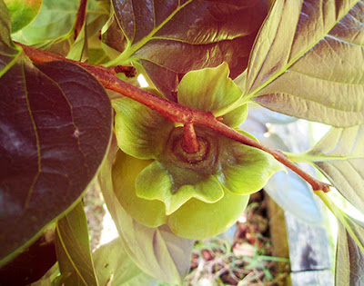 LOS KAKIS, mis frutales favoritos