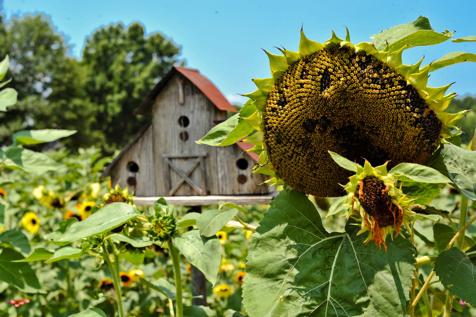 A Visit to the Sunflower Farm Festival | Margaret Lemke Photography Blog