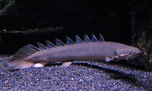 Ikan Palmas (Polypterus palmas) | Malioboro