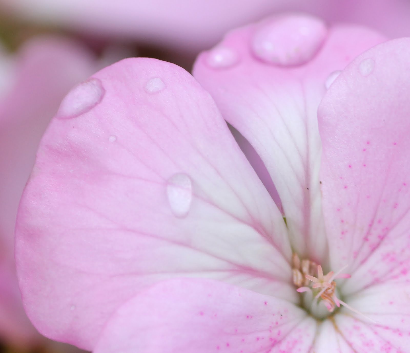 Martín Iraburu Fotografía: Fotografía macro - 2ª parte