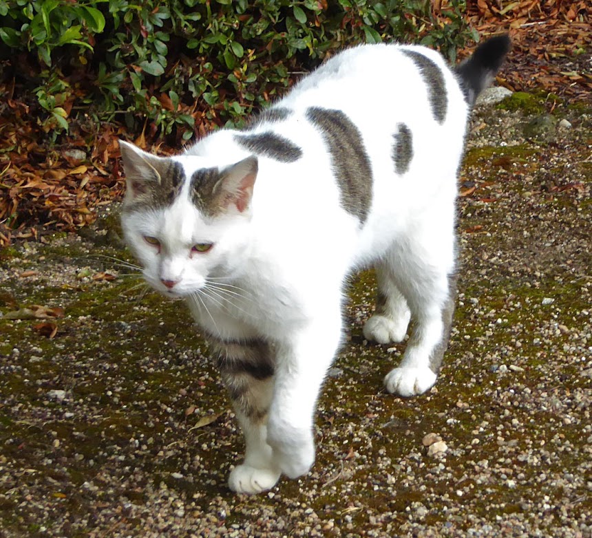 Living the life in Saint-Aignan: Le chat du château