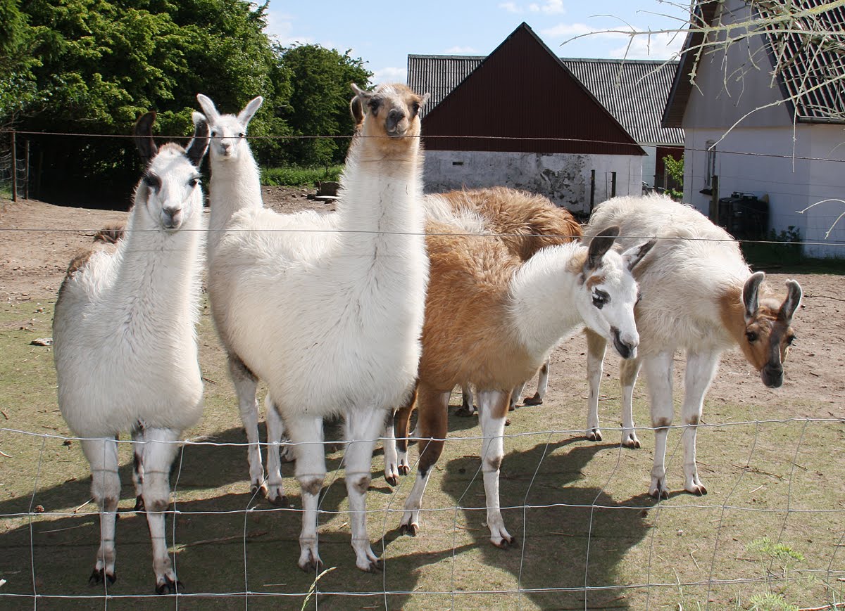 Fra Limfjordens bredder...: Lamaer sælges