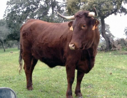 ASOCIACION ECOLOGISTA RIO MOCORETA: RAZA BOVINA RETINTA