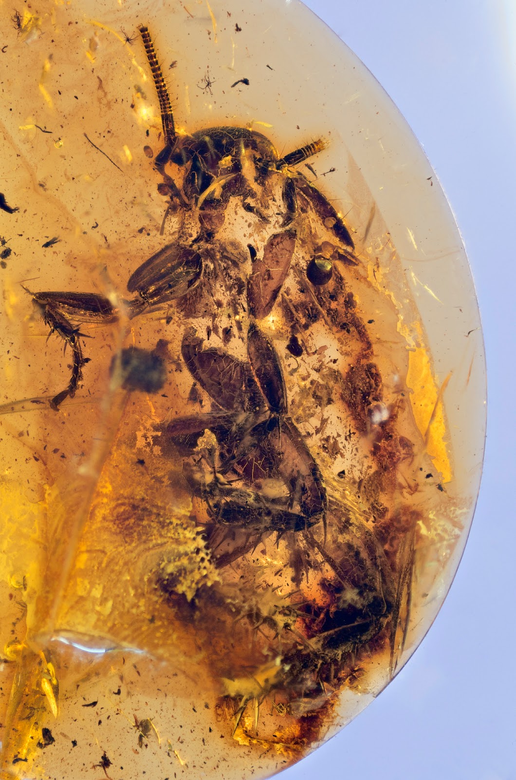 Morten Øen: 28-38 mill year old insects in Amber, April 2017, Nissedal ...