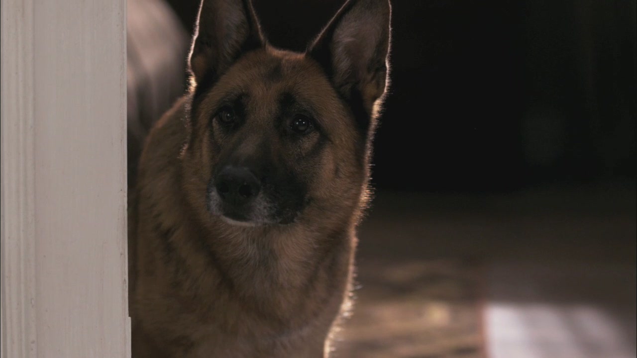 Madame rêve: Supernatural 06x08 : All dogs go to heaven