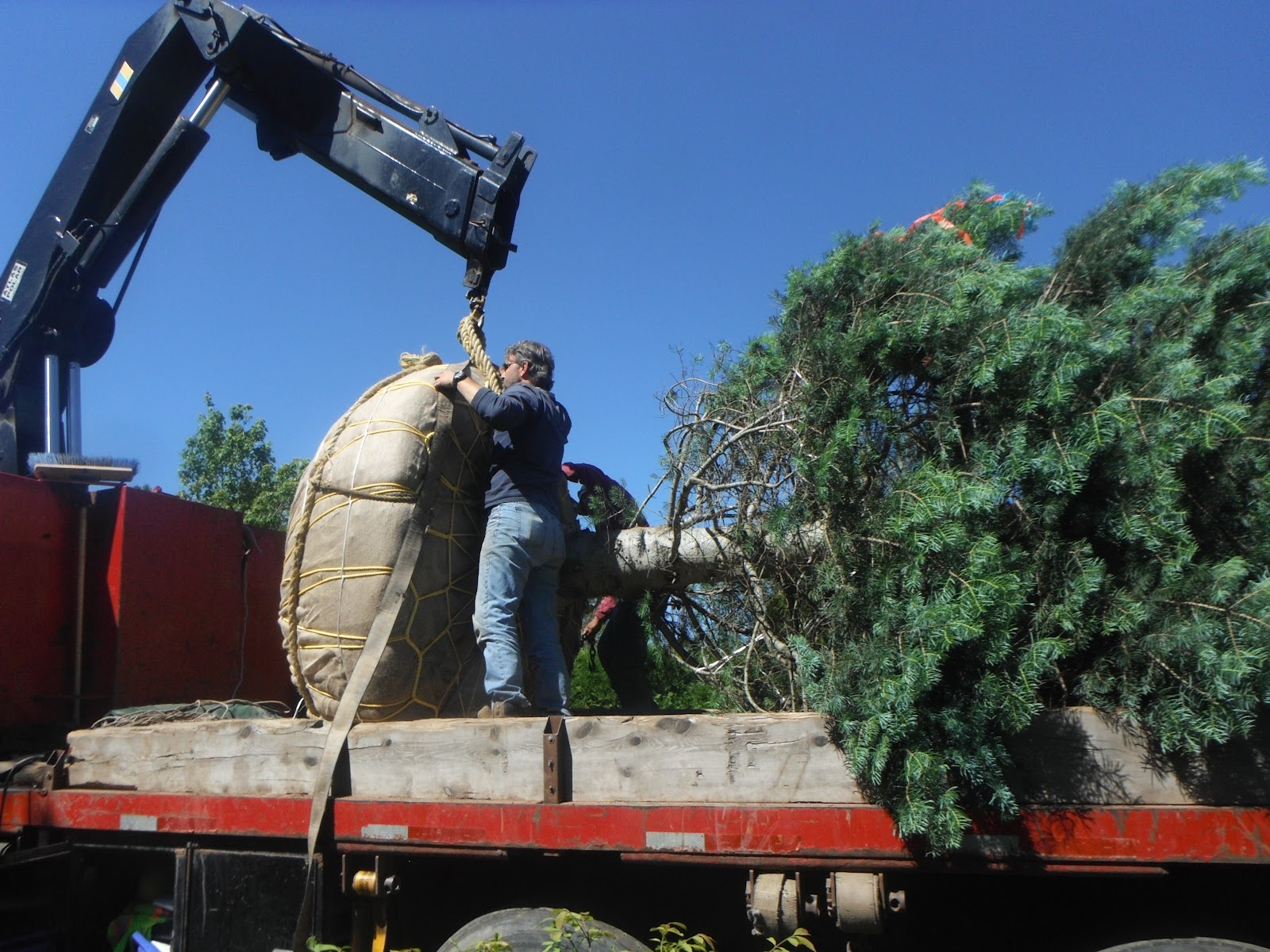 Large Tree Installations | Large Trees – Tight Spaces