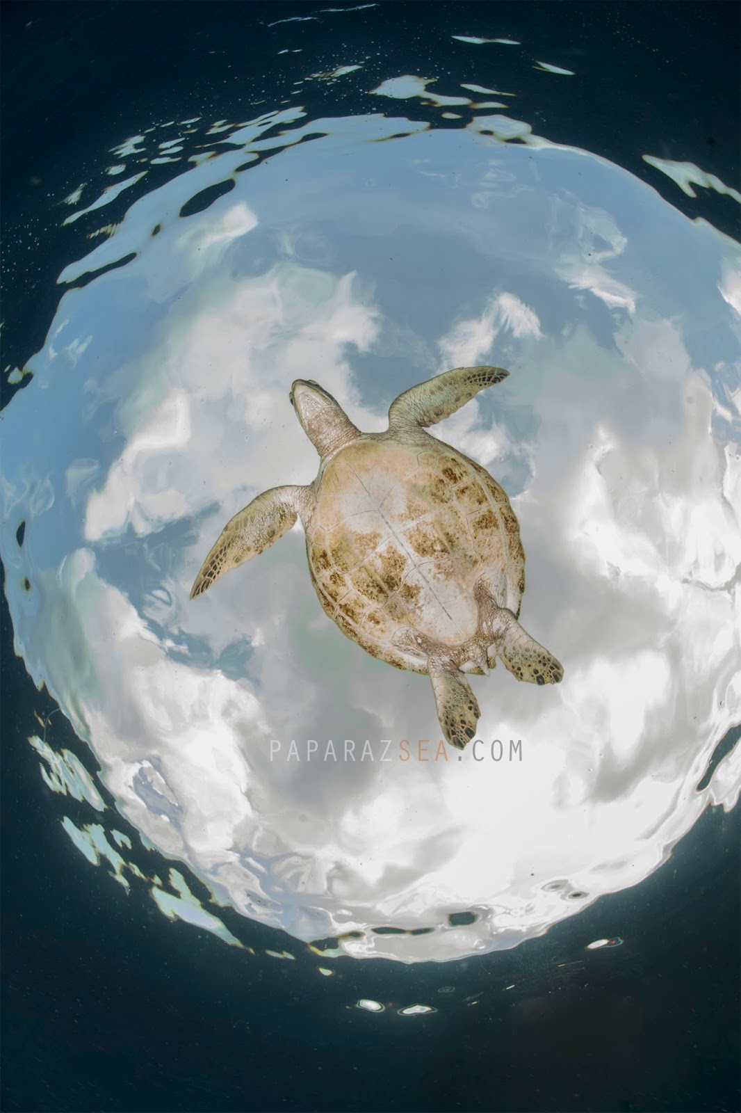 Moalboal Sardinelicious Trip Report 2018 - PaparazSea