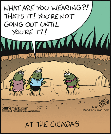 More cicada thoughts - Democratic Underground