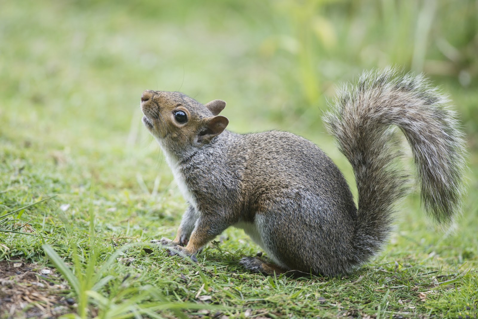 Our Beautiful World: Distinct Animals