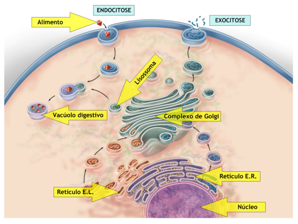 MINHALOGIA: Sistema Endomembranar