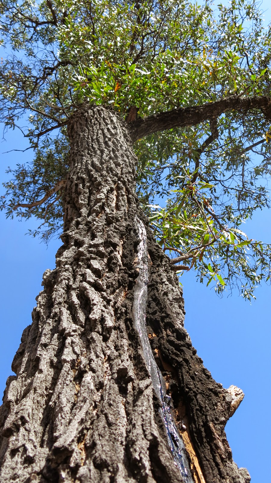 Diversity and Life: A view from the Holocene: August 2014