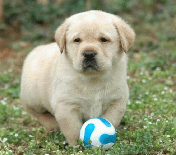 labrador obsession on Pinterest | Labrador Retriever, Labradors and ...