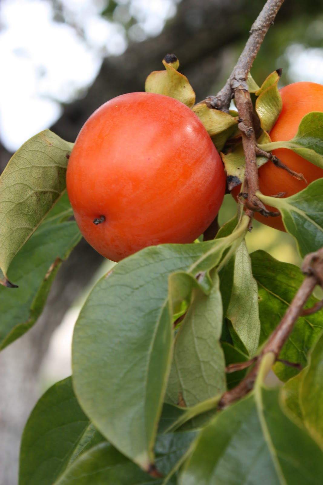 Koopman's Botanica: Diospyros kaki - Kakiboom