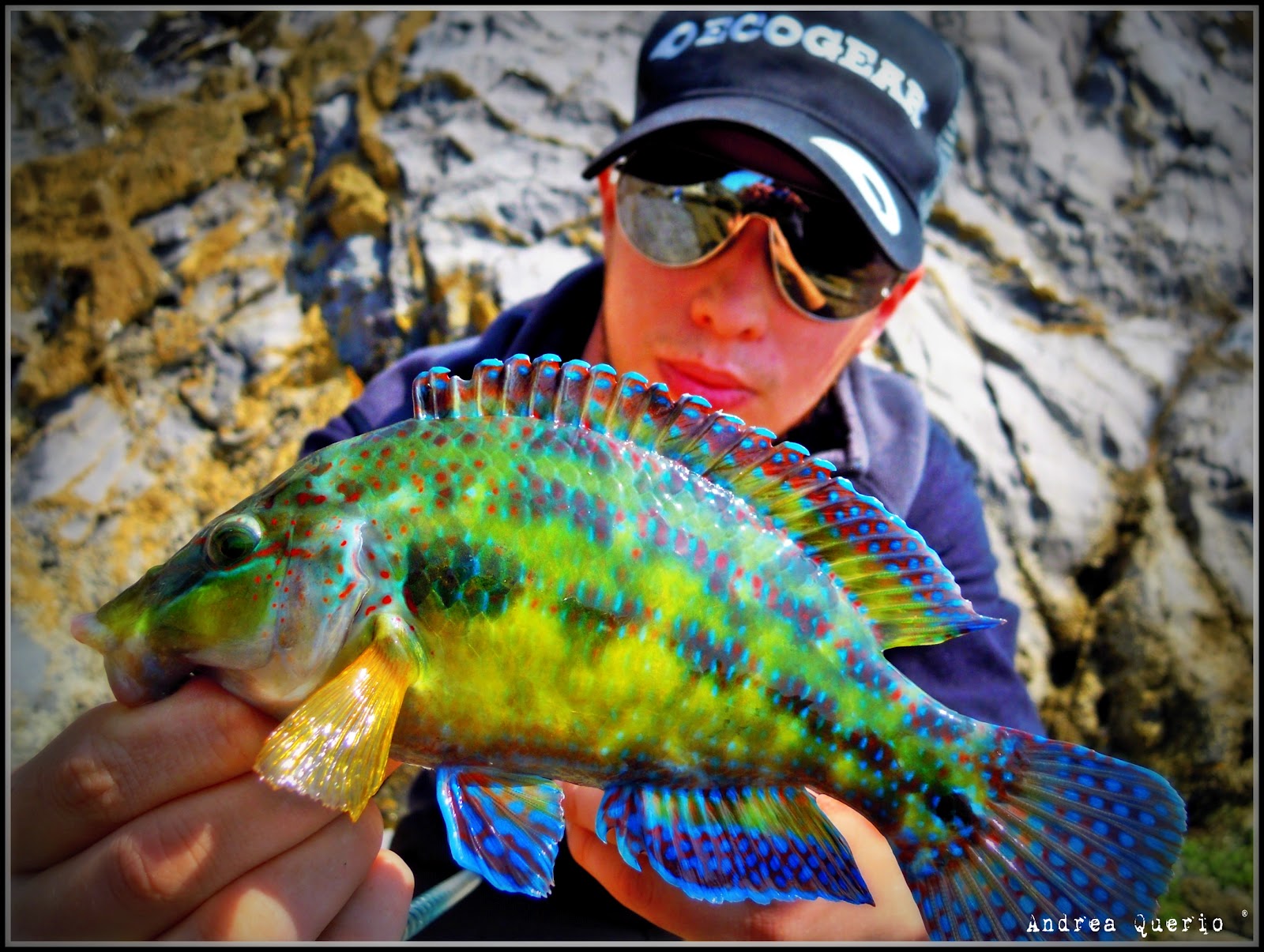 Spinning Fish: Tordo Pavone - I colori del Rock