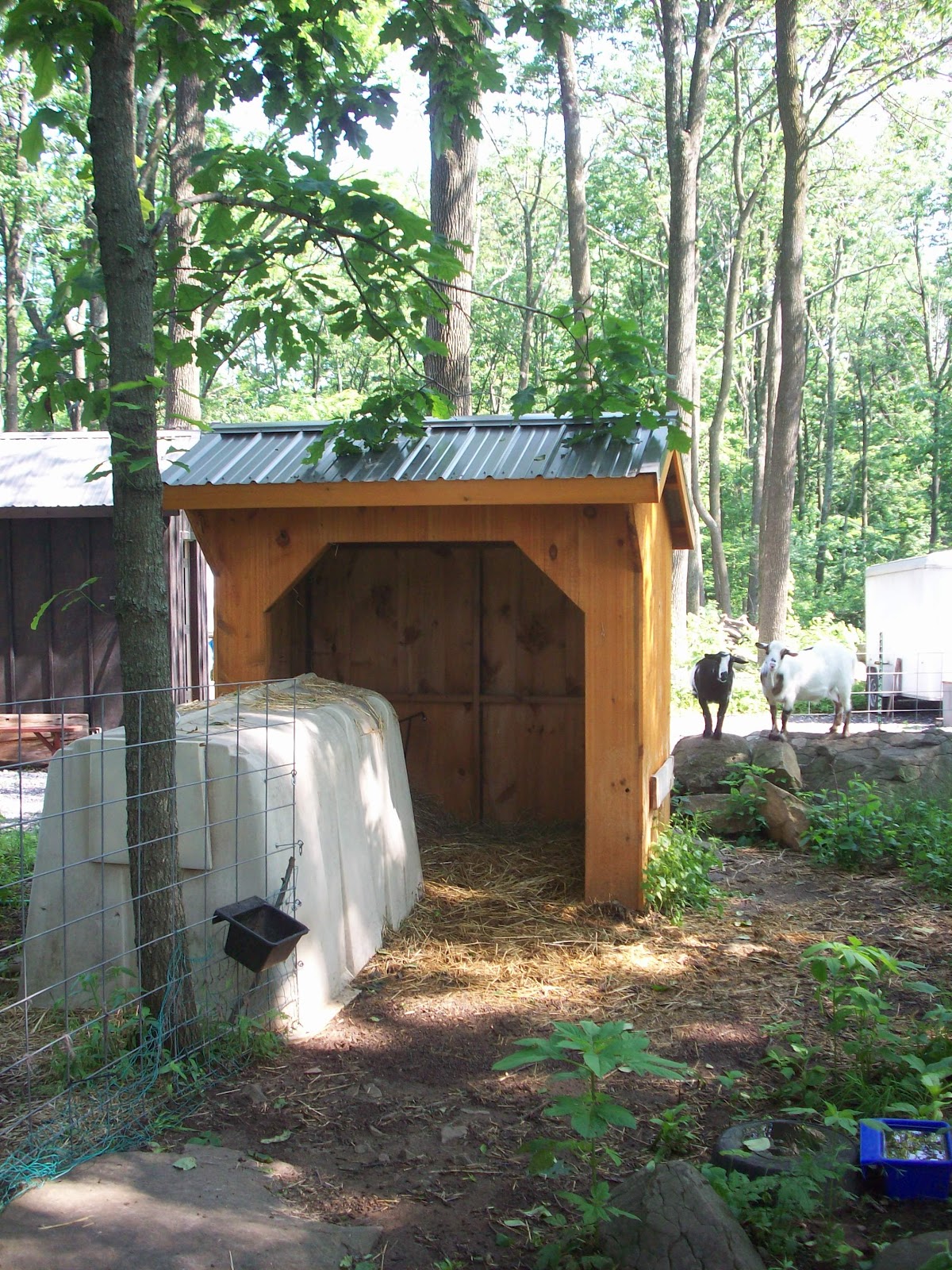 4 acres and a stream: Moving the animals and the hoop house