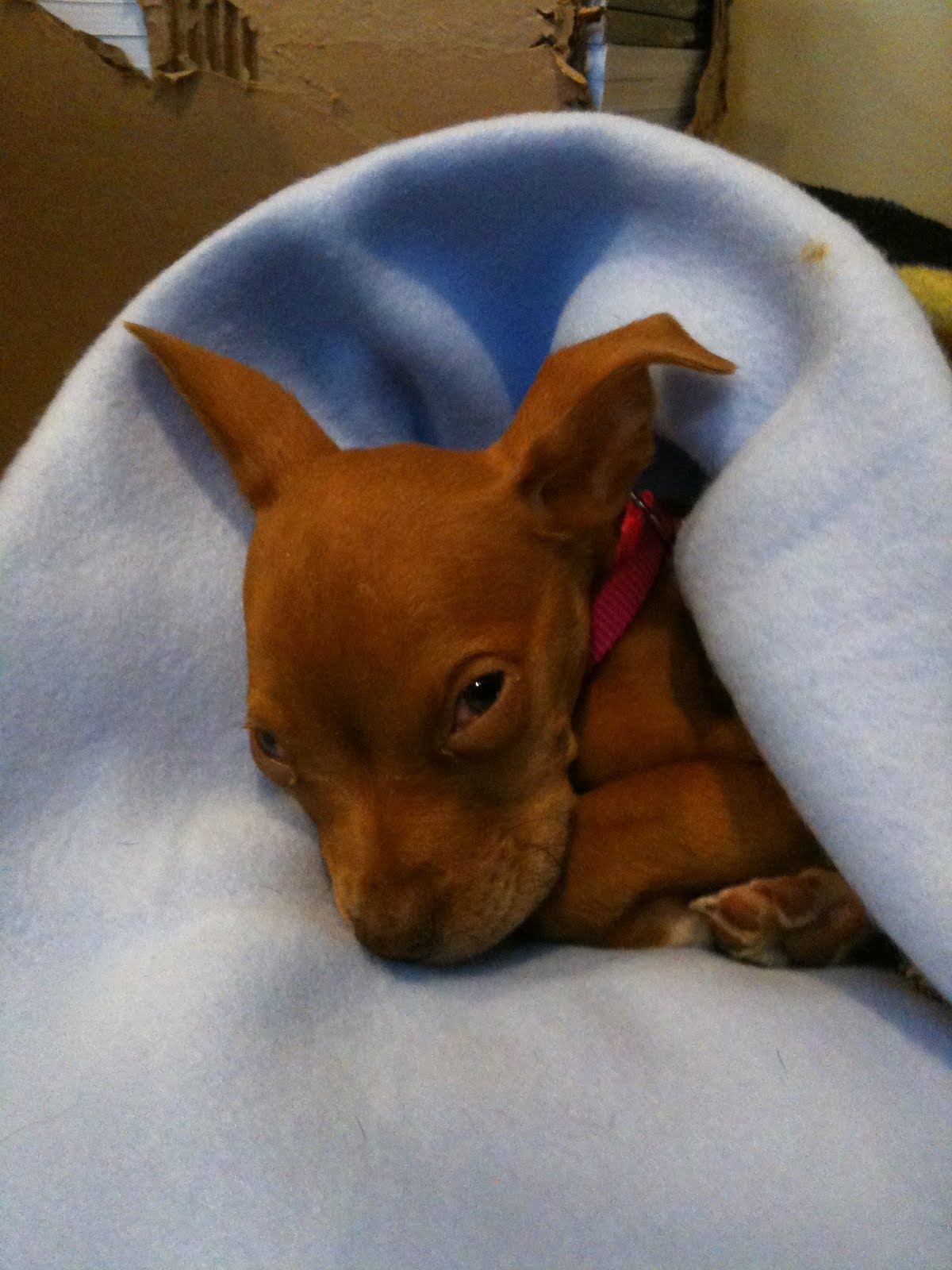 Adopt Me the Pocket Pittie