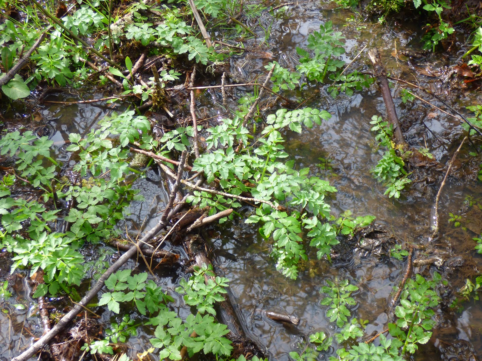 Wildflowers: Ash Swamp Plants