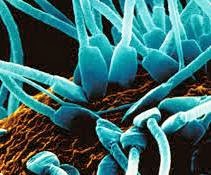 Two Kingdom System of Classification - Taxonomy | Biology Class 11
