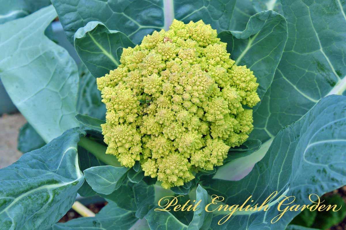 Petit English Garden of MARPLE & POIROT: HOME-GROWN VEGETABLE SALAD ...