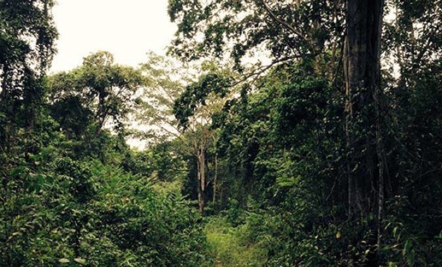 1000 Foot General: Making Jungle Terrain