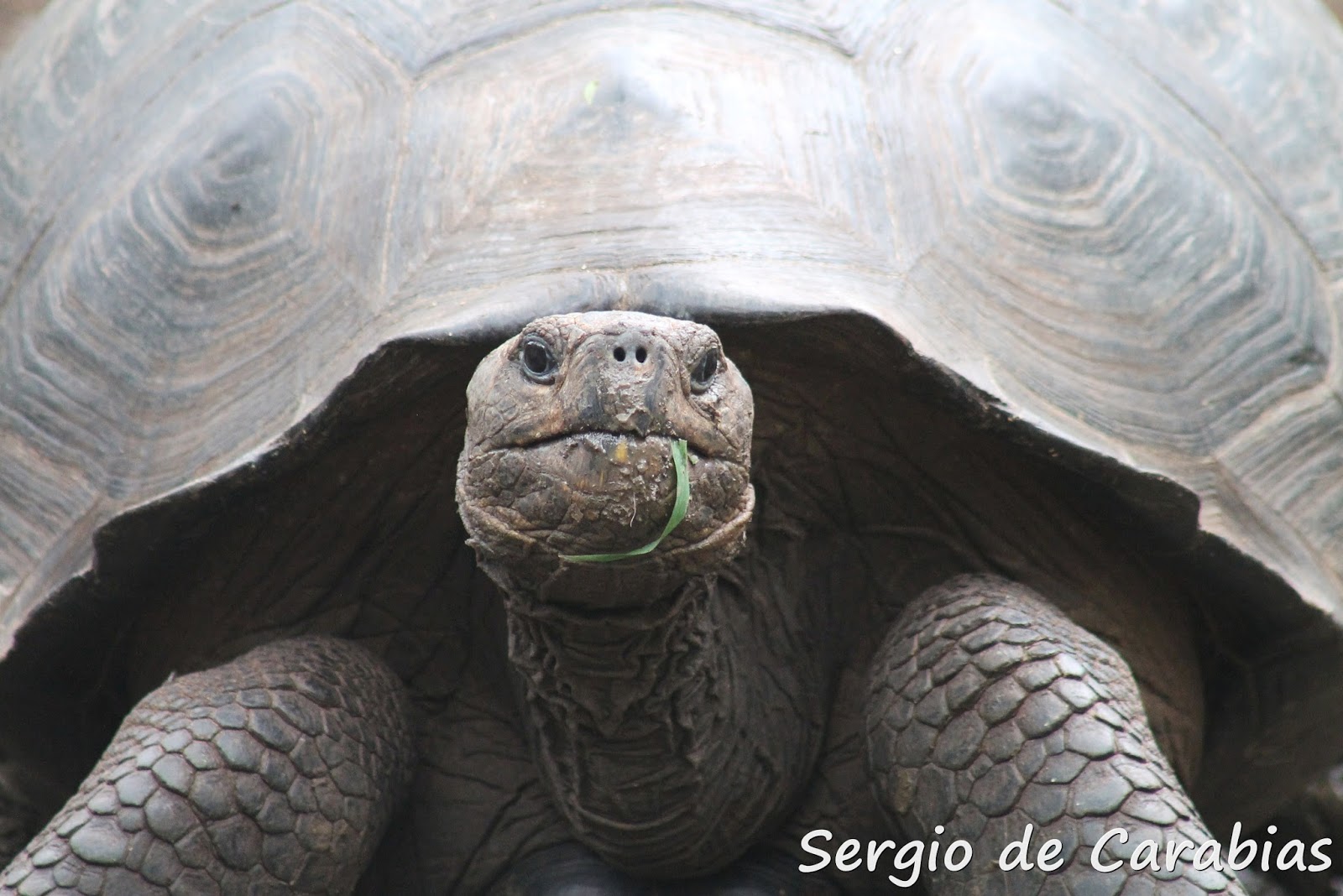 Aprendiz de biólogo y de artista: Oda a la Tortuga