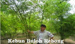 Petak Semai: TANAM BULOH - BULUH DURI (Part 1)