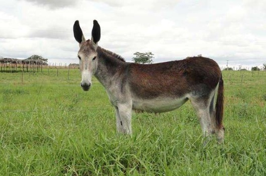 Blog: O Fantástico Mundo Dos Animais: Jumento