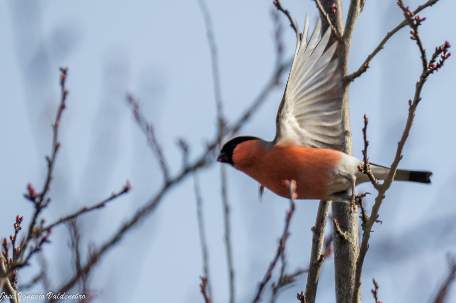 DocNatureBlog: Colorín, colorado, éste pájaro me ha encantado ...