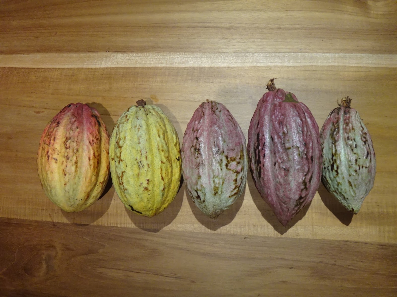 Alazan Tropical Fruit Farm: Colors of Cacao Pods