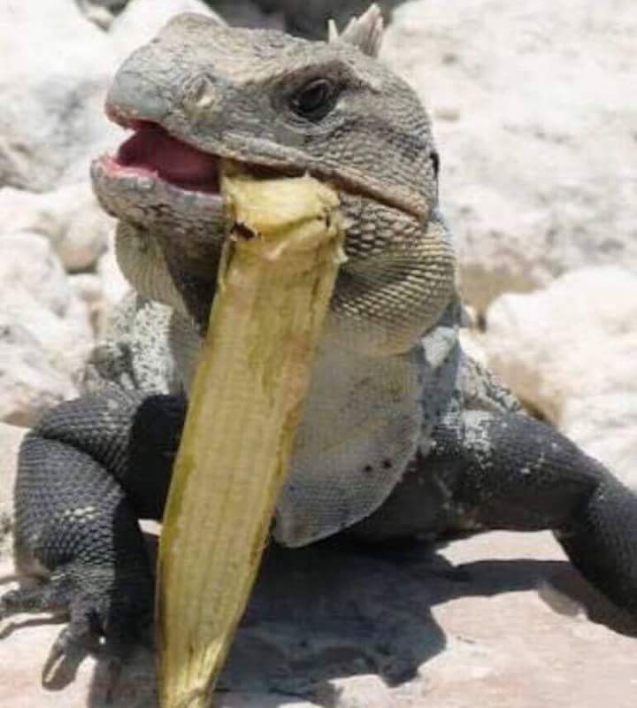 MEXICOGEEK: AL FIN SE SABE DE QUE LADO MASCA LA IGUANA