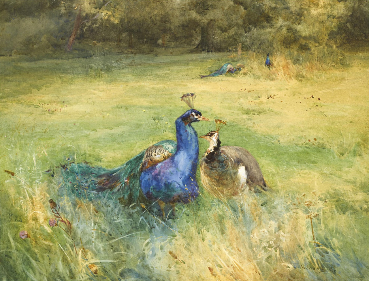 PEACOCK'S GARDEN: Mildred Anne Butler