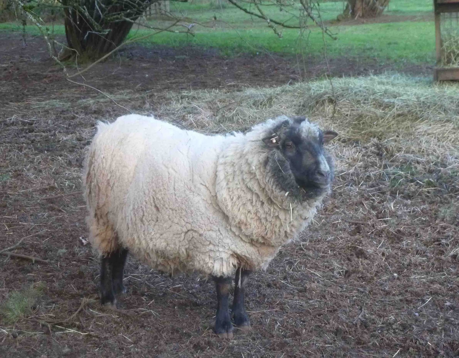 Boulderneigh: Baaa baaa, bald sheep