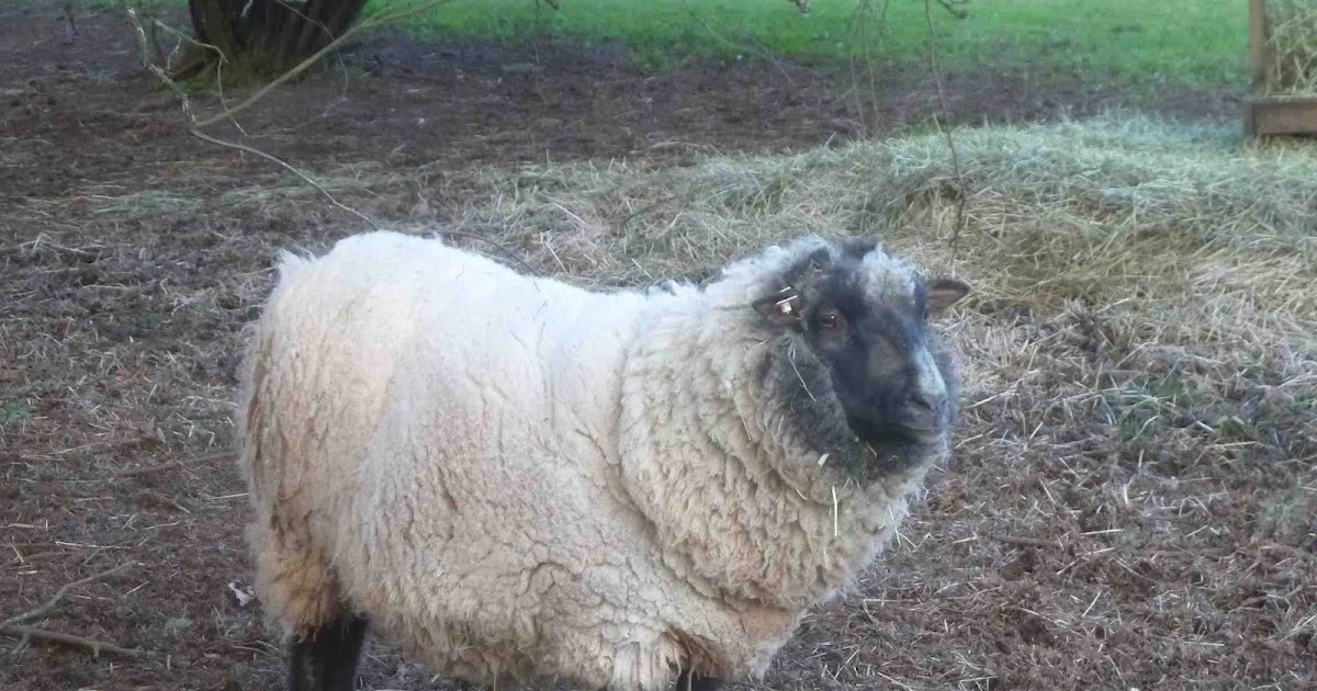 Boulderneigh: Baaa baaa, bald sheep