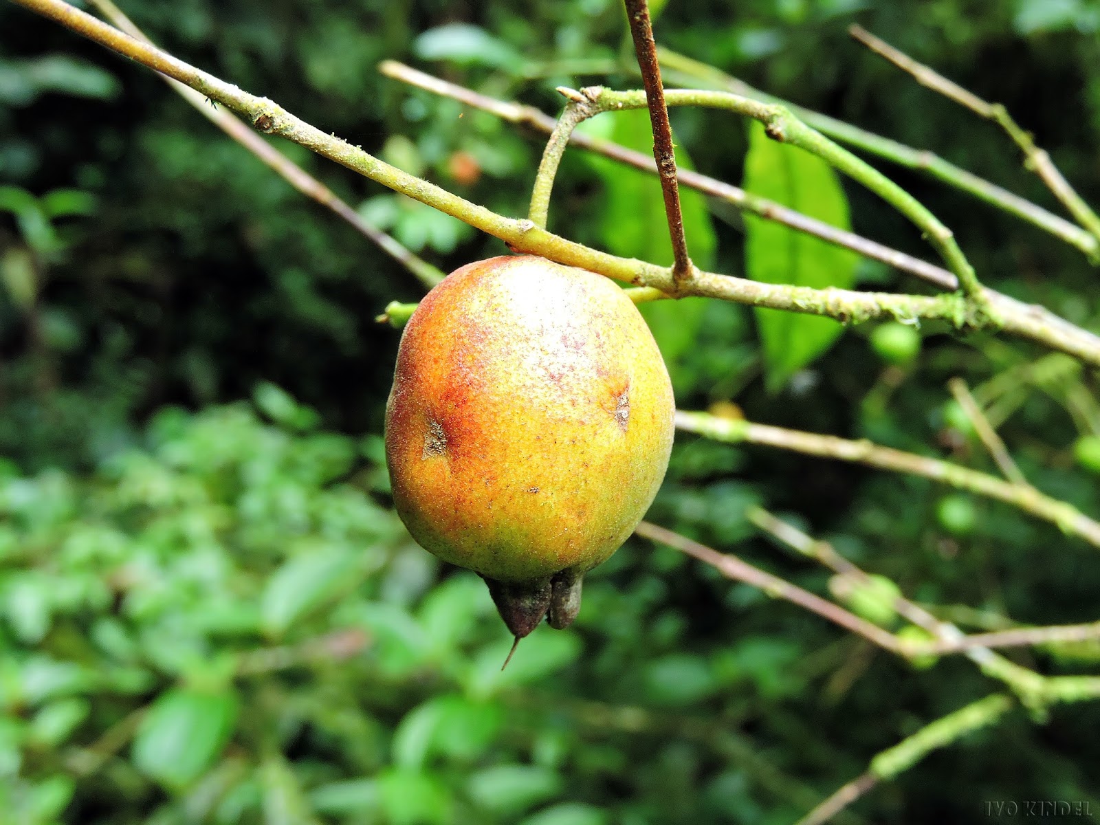 BUTZKE AGRÍCOLA E FLORESTAL - TAIÓ/SC: Eugenia sp.