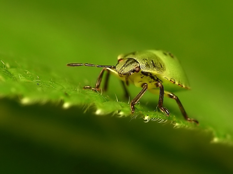 Online Photo Collections: Excellent Micro Photography