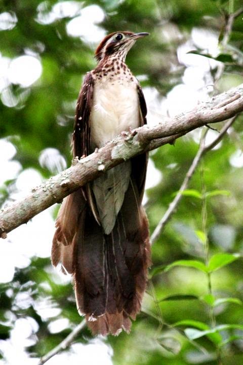 Tierra de cucos, cuclillos, críalos, turacos: Cuclillo faisán ...