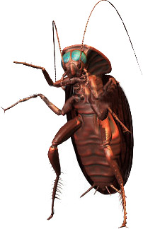 Manussakama: ඔෆිස් මාමල නැන්දලගෙ ඇත්තම කථාව....(සියලුම ලොක්කන් ...