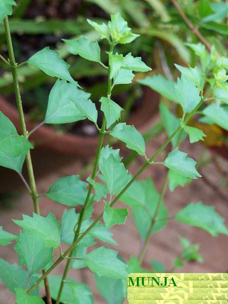 His Holiness Swami Nirmalananda Giri Maharaj : AYURVEDIC MEDICINAL ...