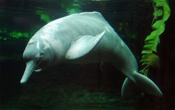 Boto, Lumba-Lumba Penghuni Sungai Amazon | RE Tawon