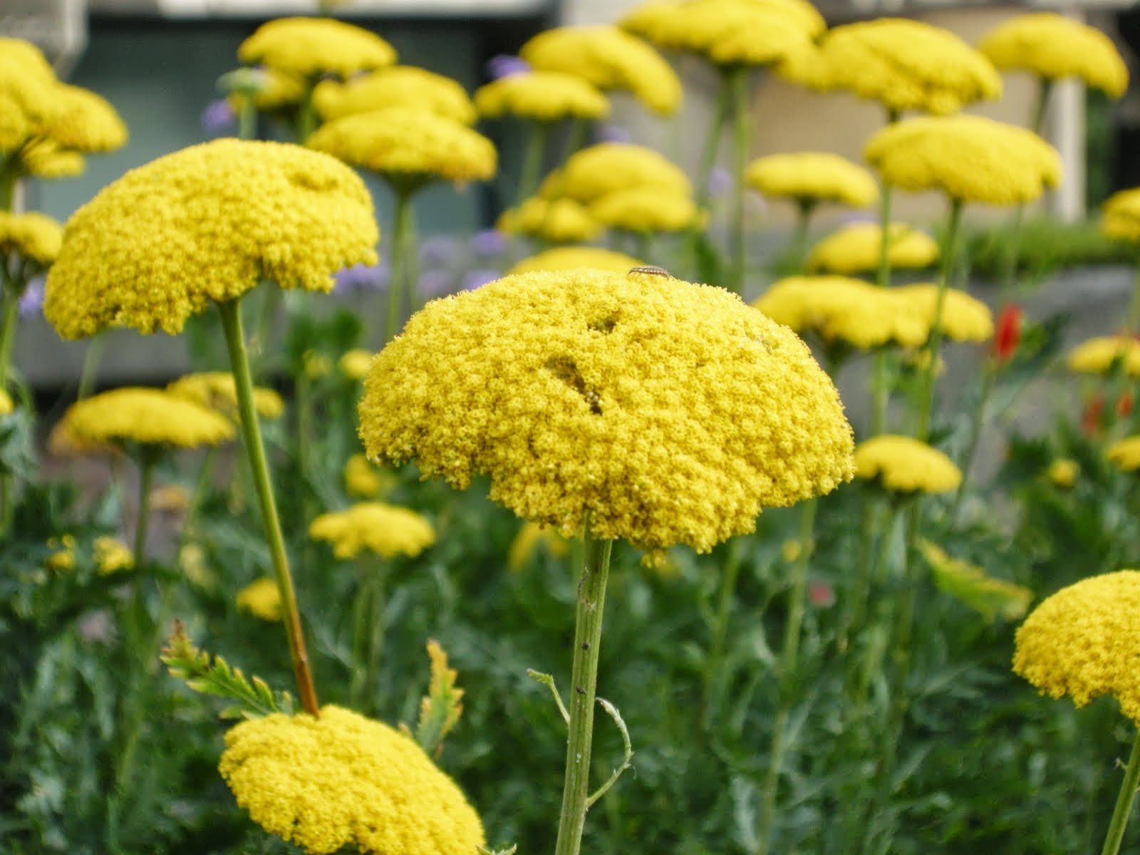 Achillea Flower - Flower Coloring Page