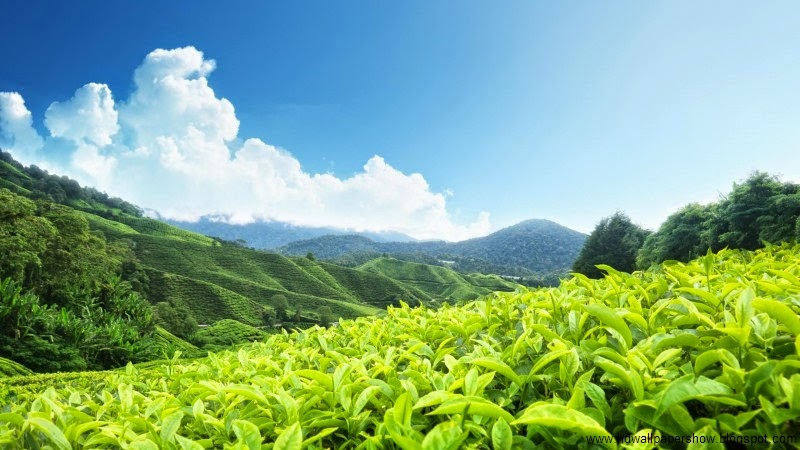 HD Wallpapers : Awesome View In Tea Garden
