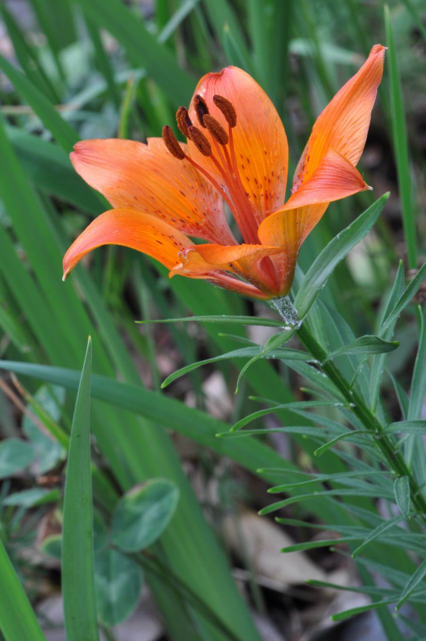 Le Lys (lis) orangé