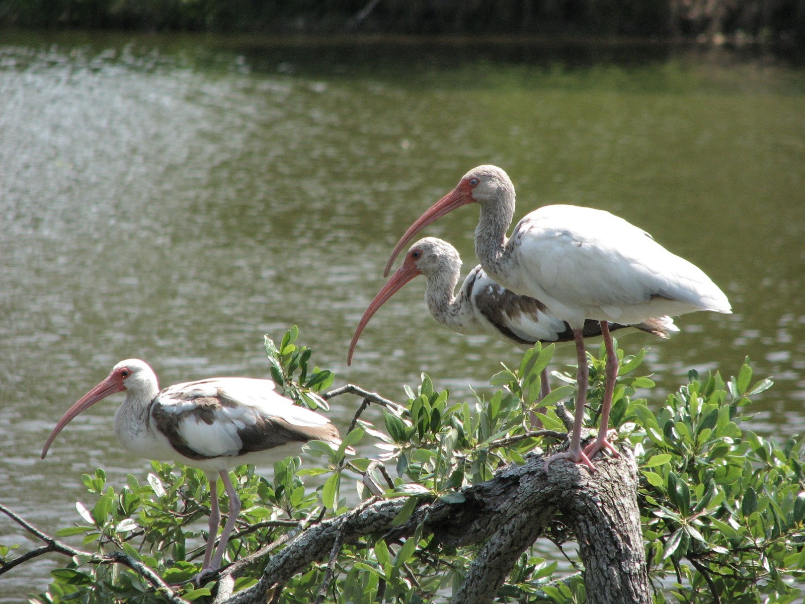 Ibis