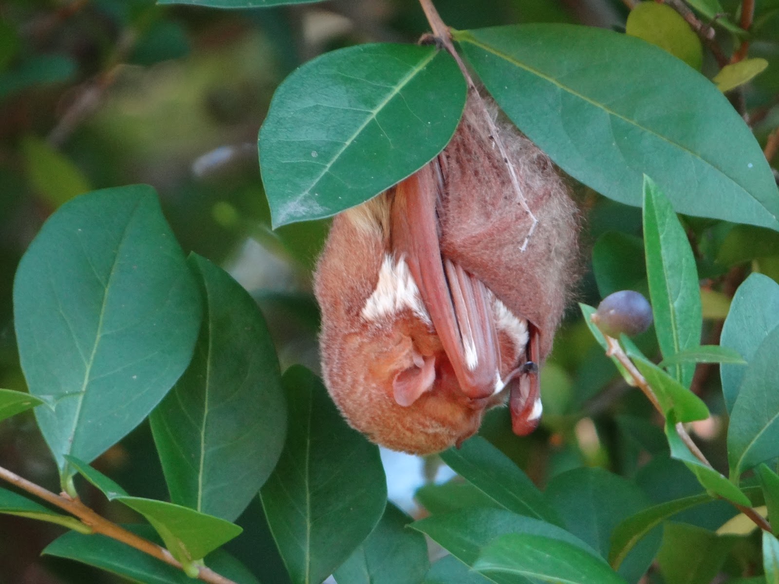 Prospect Park Bird Sightings & North Brooklyn Nature News: Sleeping Red ...