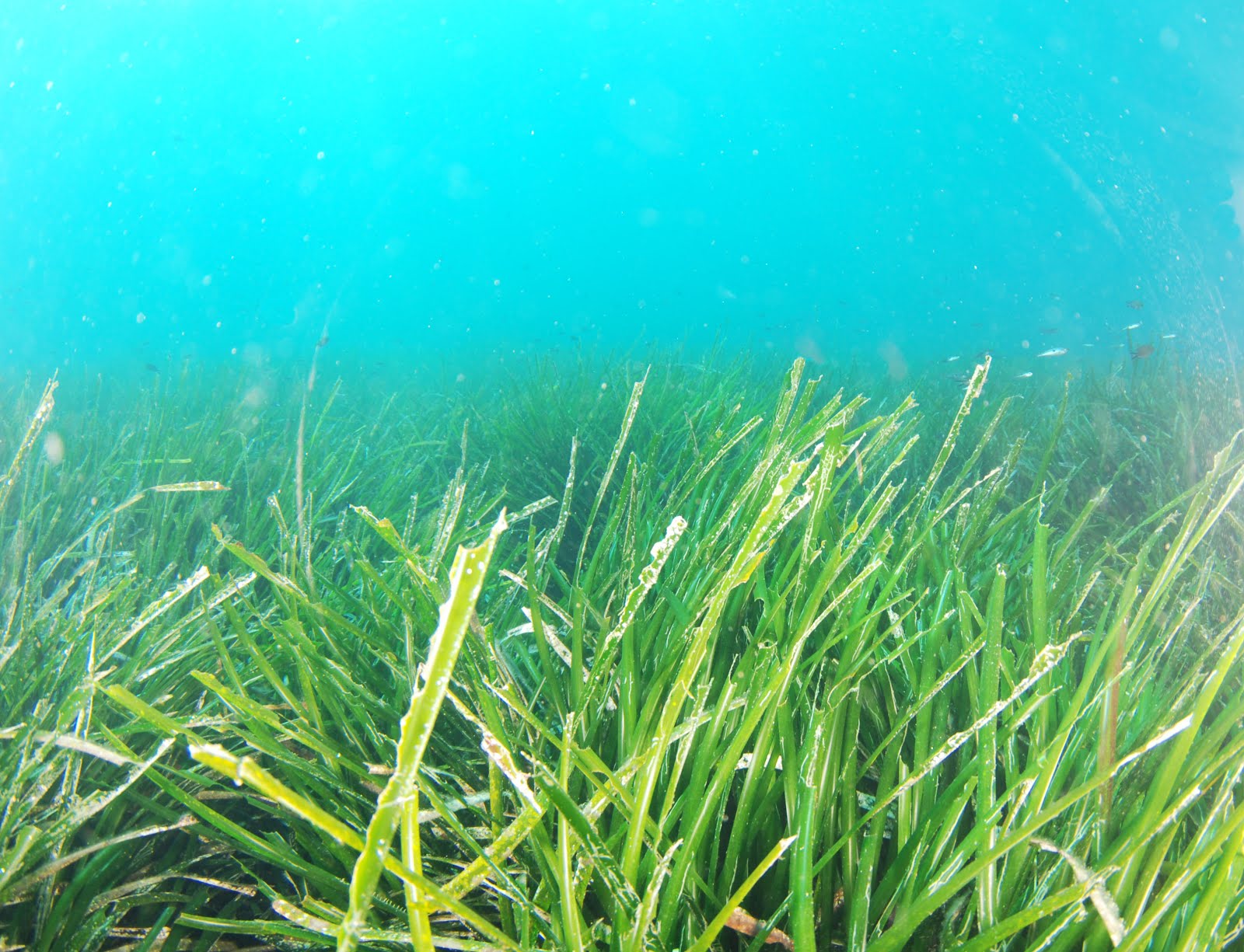 Velero Diosa Maat: Visita a una pradera de posidonia oceánica